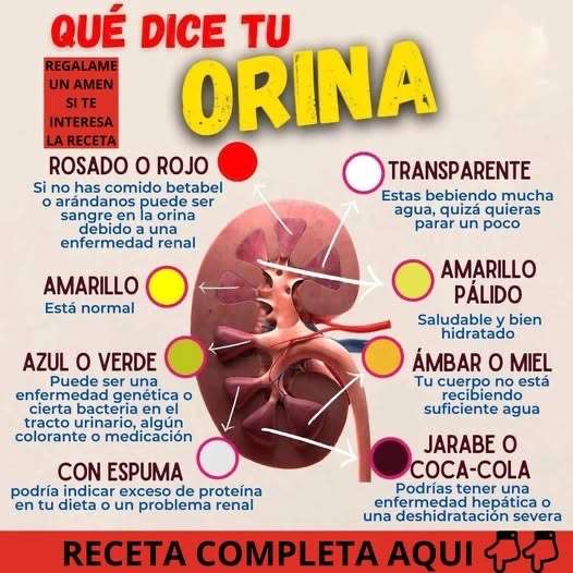 Interpretando el Color de Tu Orina: ¿Qué Dice Sobre Tu Salud? - Remedios